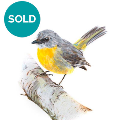 Eastern Yellow Robin, Original Artwork 8 x 10" - Australian Wildlife ...