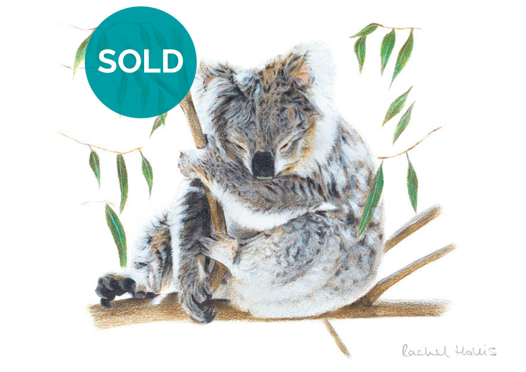 Koala, Original Artwork 8 x 12" - Australian Wildlife Art by Rachel Hollis