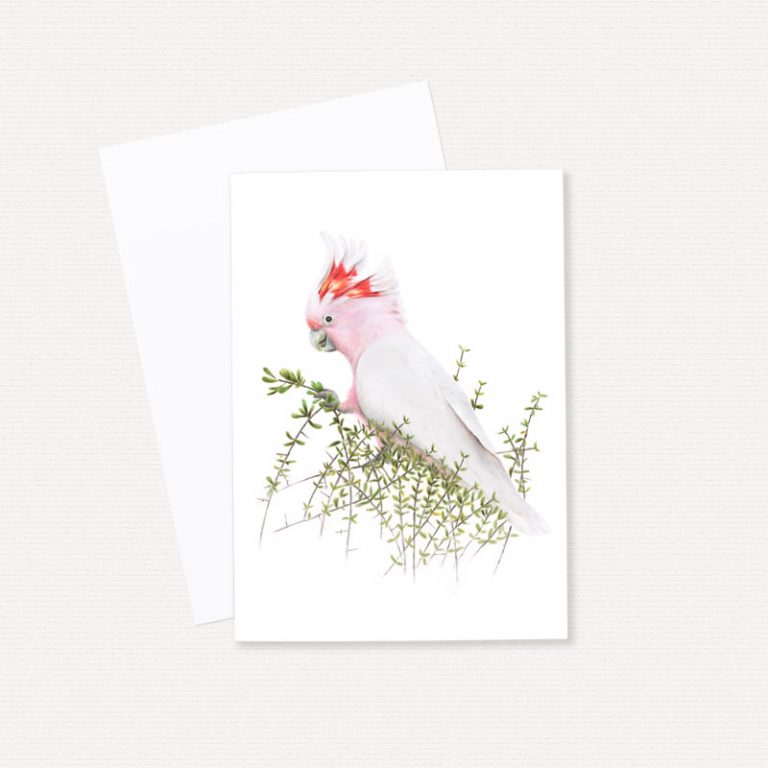Major Mitchell's Cockatoo - Greeting Card - Australian Wildlife Art by ...