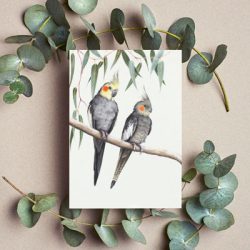 Greeting Cards - Australian Wildlife Art by Rachel Hollis