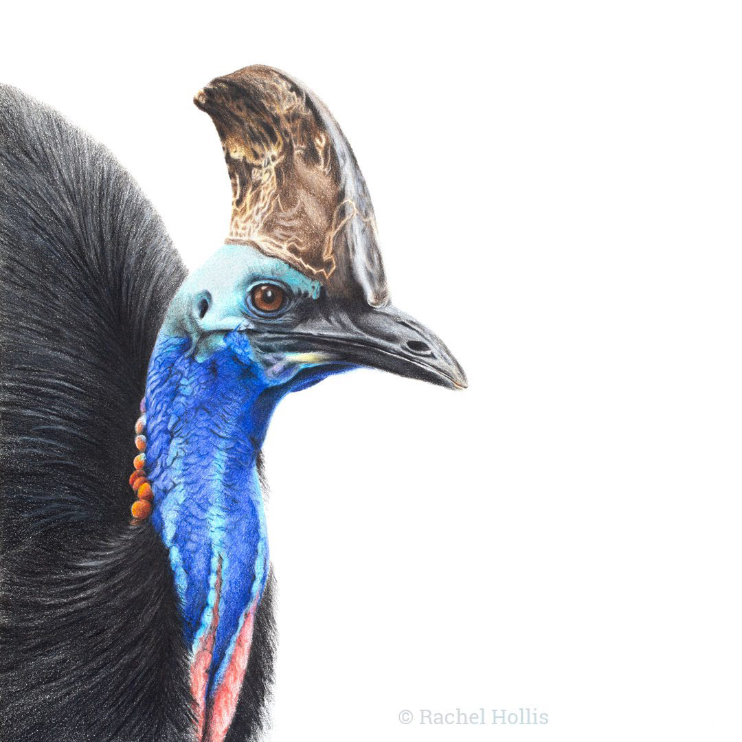 Southern Cassowary - Fine Art Giclée Print | Australian Wildlife Art by ...