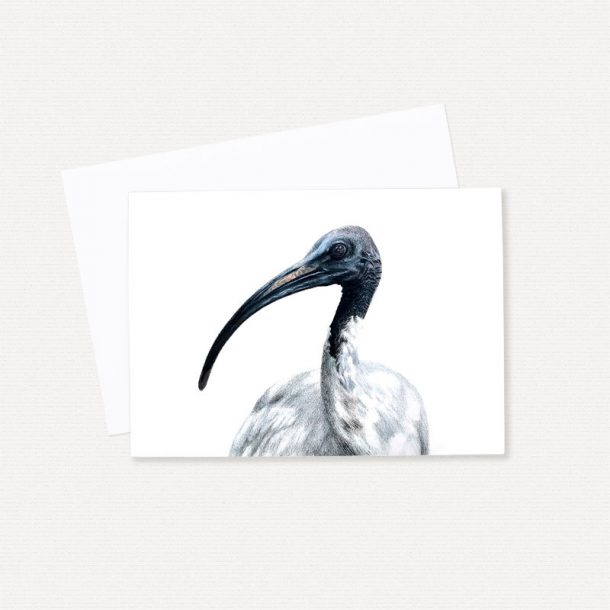 Australian White Ibis - Greeting Card - Australian Wildlife Art by ...