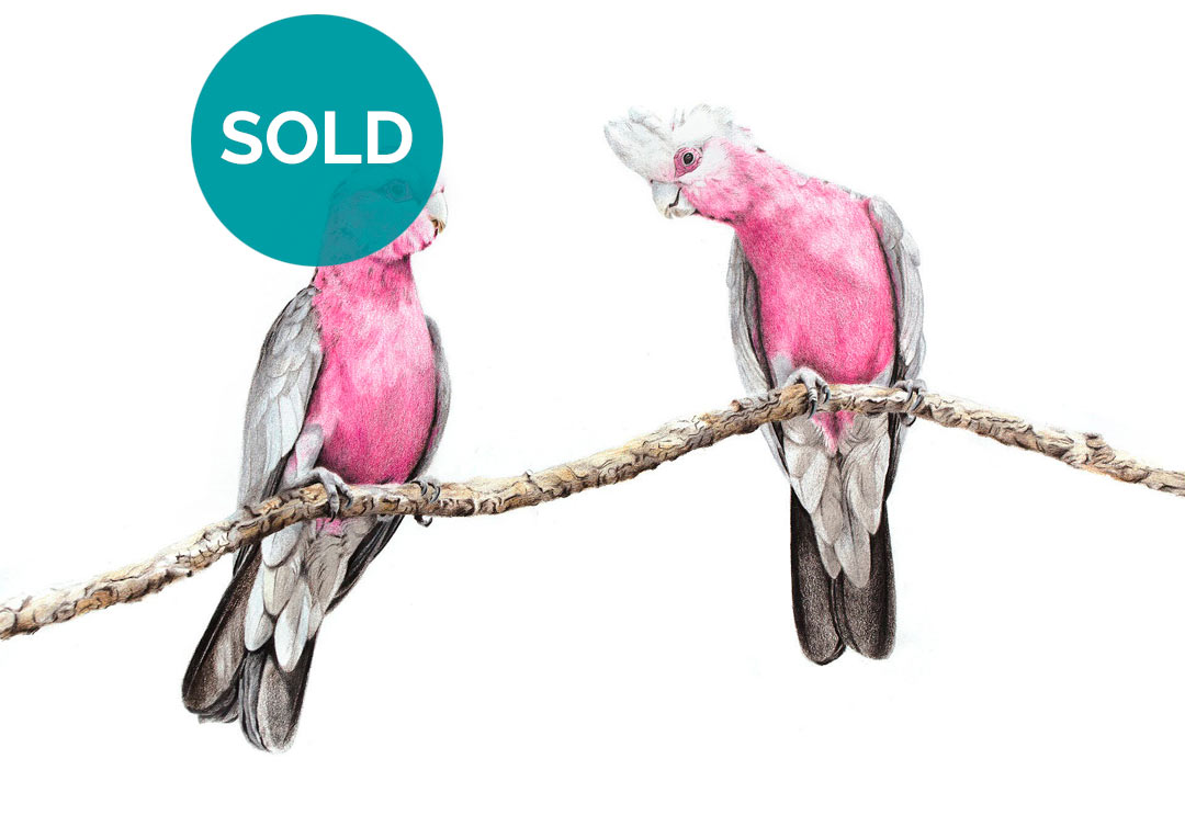 Galahs - Original Artwork 12" x 16" - Australian Wildlife Art by Rachel ...