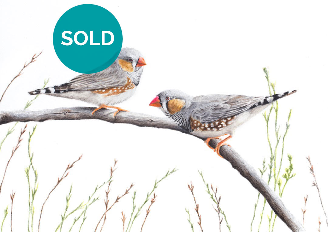 Zebra Finches - Original Artwork 9 x 12" - Australian Wildlife Art by ...