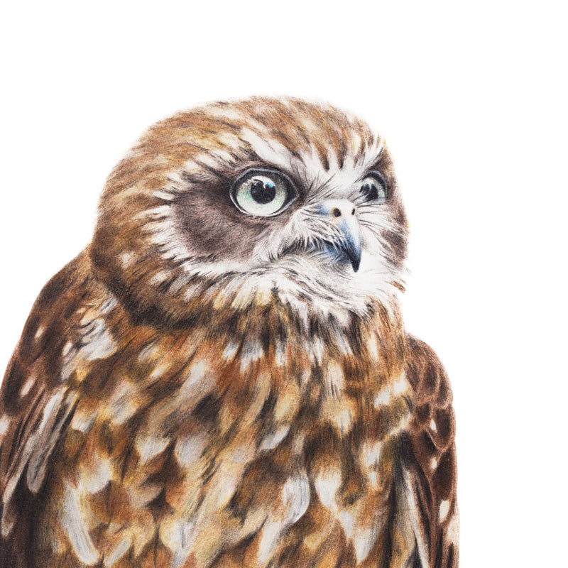 Southern Boobook Owl - Fine Art Print - Australian Wildlife Art by ...