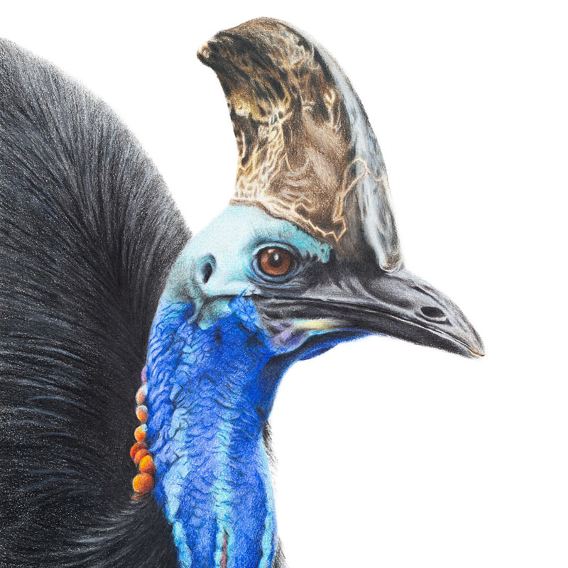 Southern Cassowary - Fine Art Print - Australian Wildlife Art by Rachel ...
