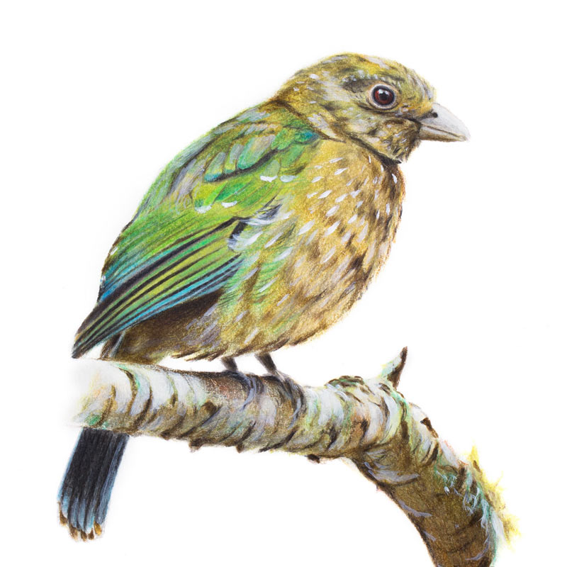 Green Catbird - Fine Art Print - Australian Wildlife Art by Rachel Hollis