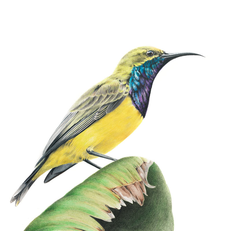 Olive-backed Sunbird - Fine Art Print - Australian Wildlife Art by ...