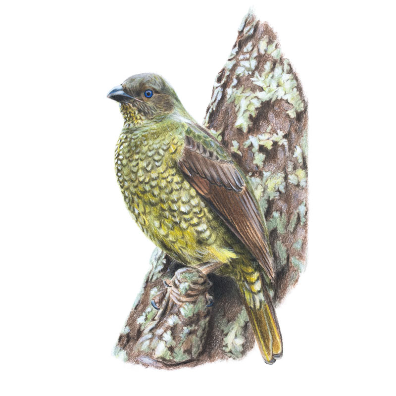 Female Satin Bowerbird - Fine Art Print - Australian Wildlife Art by ...