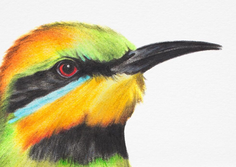 Rainbow Bee-eater - Fine Art Print - Australian Wildlife Art by Rachel ...