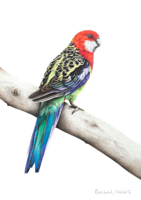 Eastern Rosella - Fine Art Print - Australian Wildlife Art by Rachel Hollis