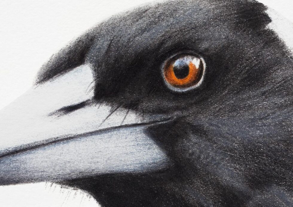 Australian Magpie - Fine Art Print - Australian Wildlife Art by Rachel ...