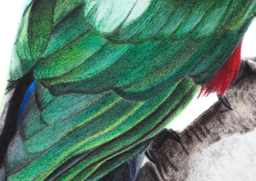 Australian King Parrot - Fine Art Print - Australian Wildlife Art by ...