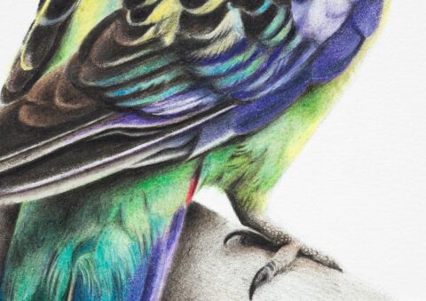 Eastern Rosella - Fine Art Print - Australian Wildlife Art by Rachel Hollis