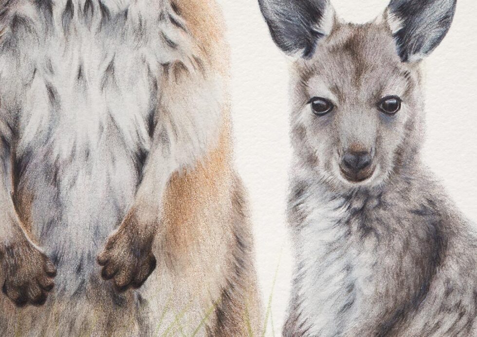 Common Wallaroo & Joey - Fine Art Print - Australian Wildlife Art by ...