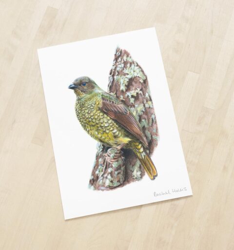 Female Satin Bowerbird - Fine Art Print - Australian Wildlife Art by ...