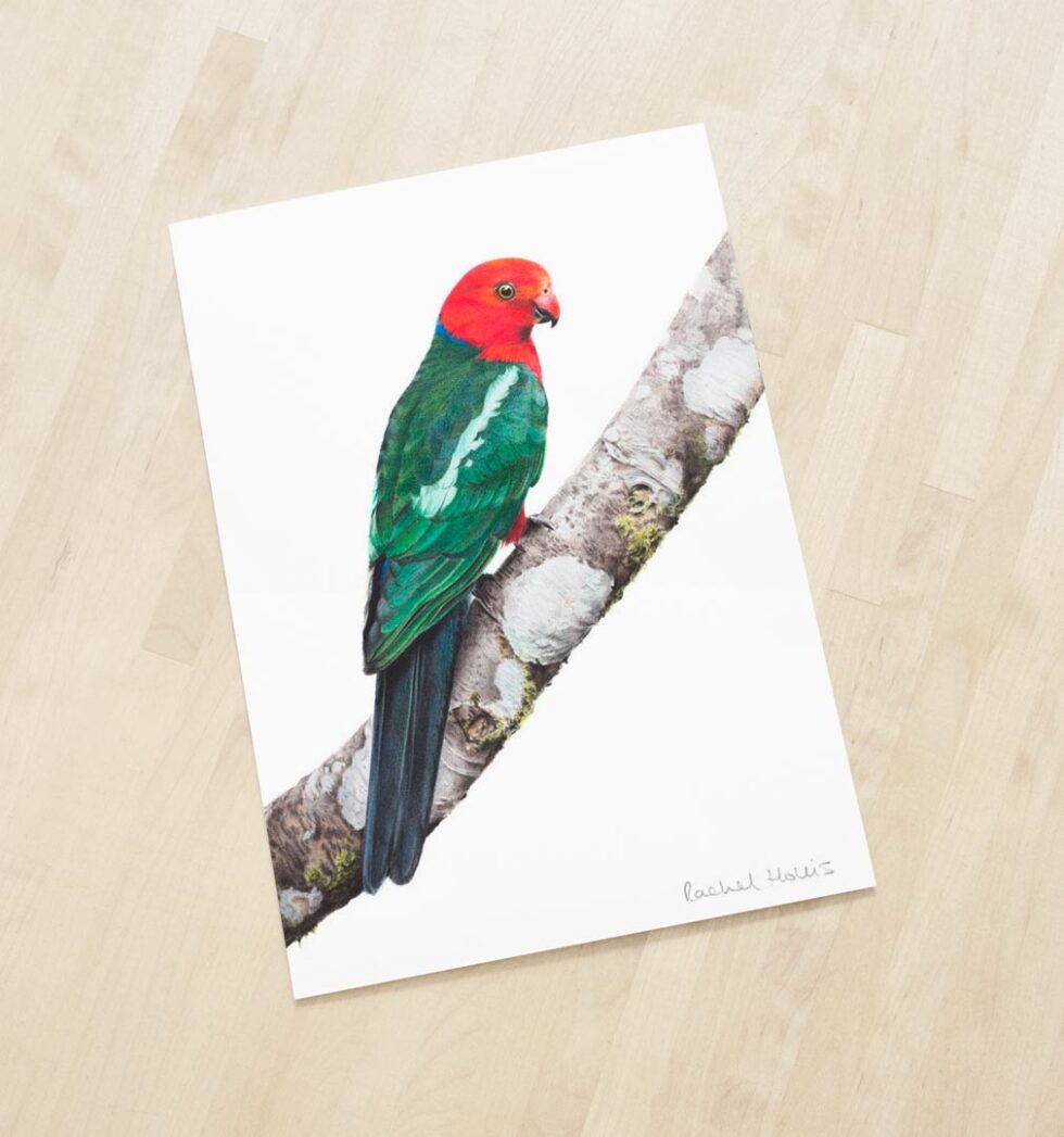 Australian King Parrot - Fine Art Print - Australian Wildlife Art by ...