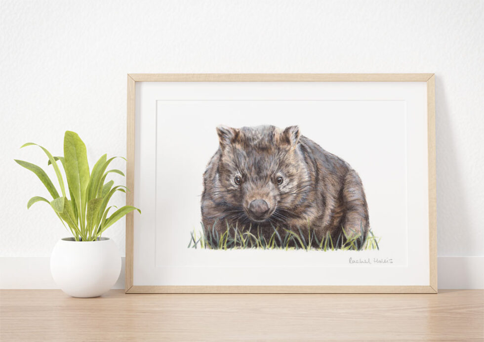 Common Wombat - Fine Art Print - Australian Wildlife Art by Rachel Hollis