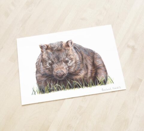 Common Wombat - Fine Art Print - Australian Wildlife Art by Rachel Hollis