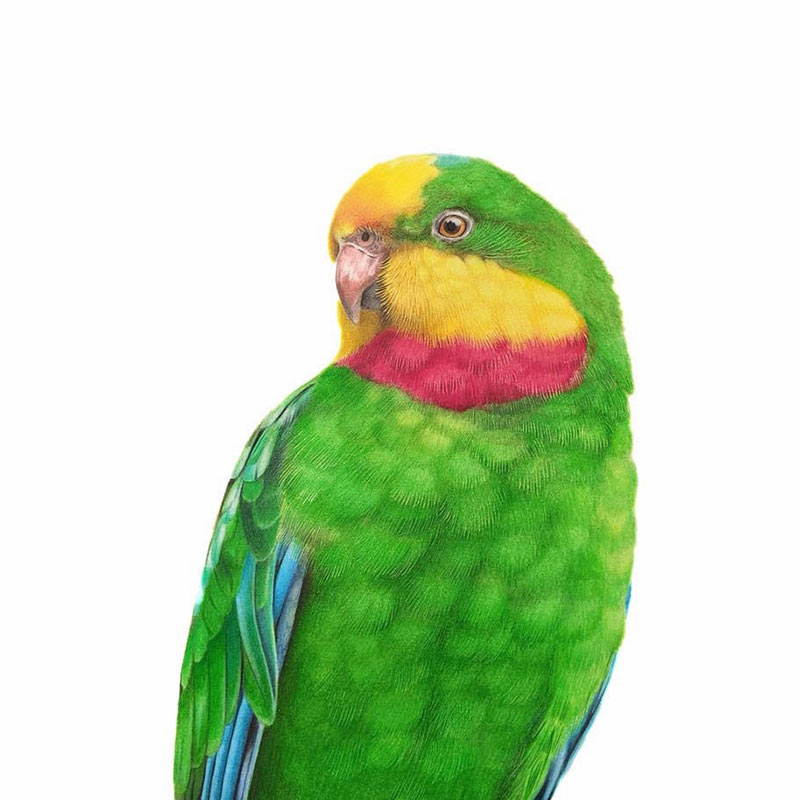 Superb Parrot, Original Artwork - Australian Wildlife Art by Rachel Hollis