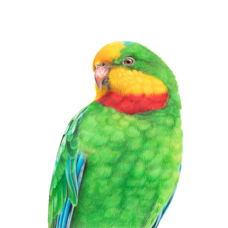 Superb Parrot - Fine Art Print - Australian Wildlife Art by Rachel Hollis
