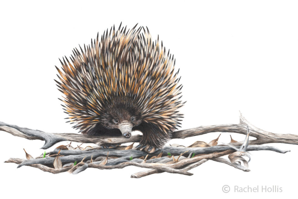Echidna, Original Artwork - Australian Wildlife Art by Rachel Hollis