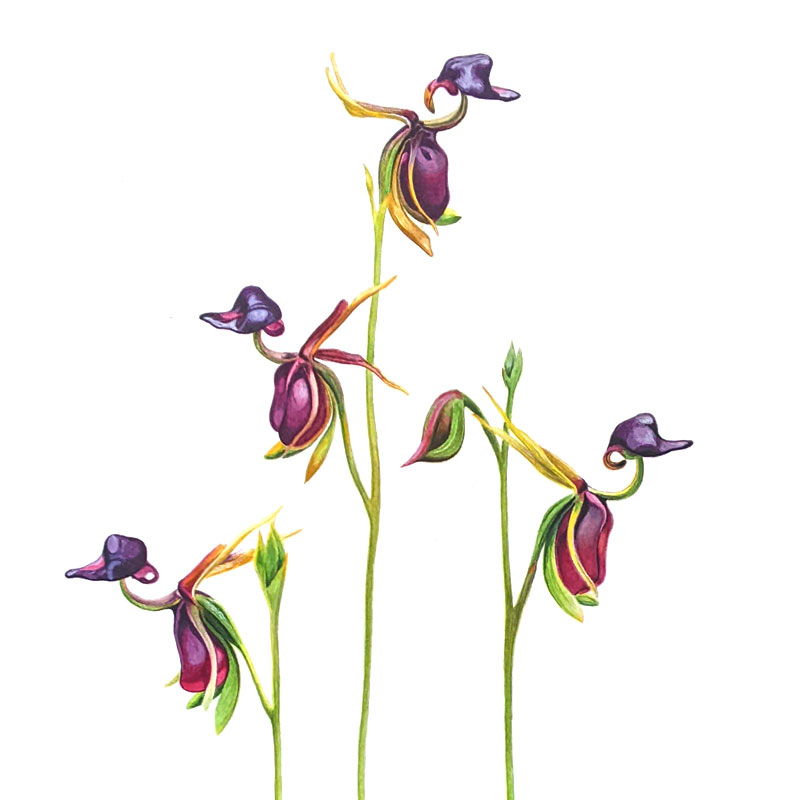 Flying Duck Orchid - Original Artwork - Australian Wildlife Art by ...